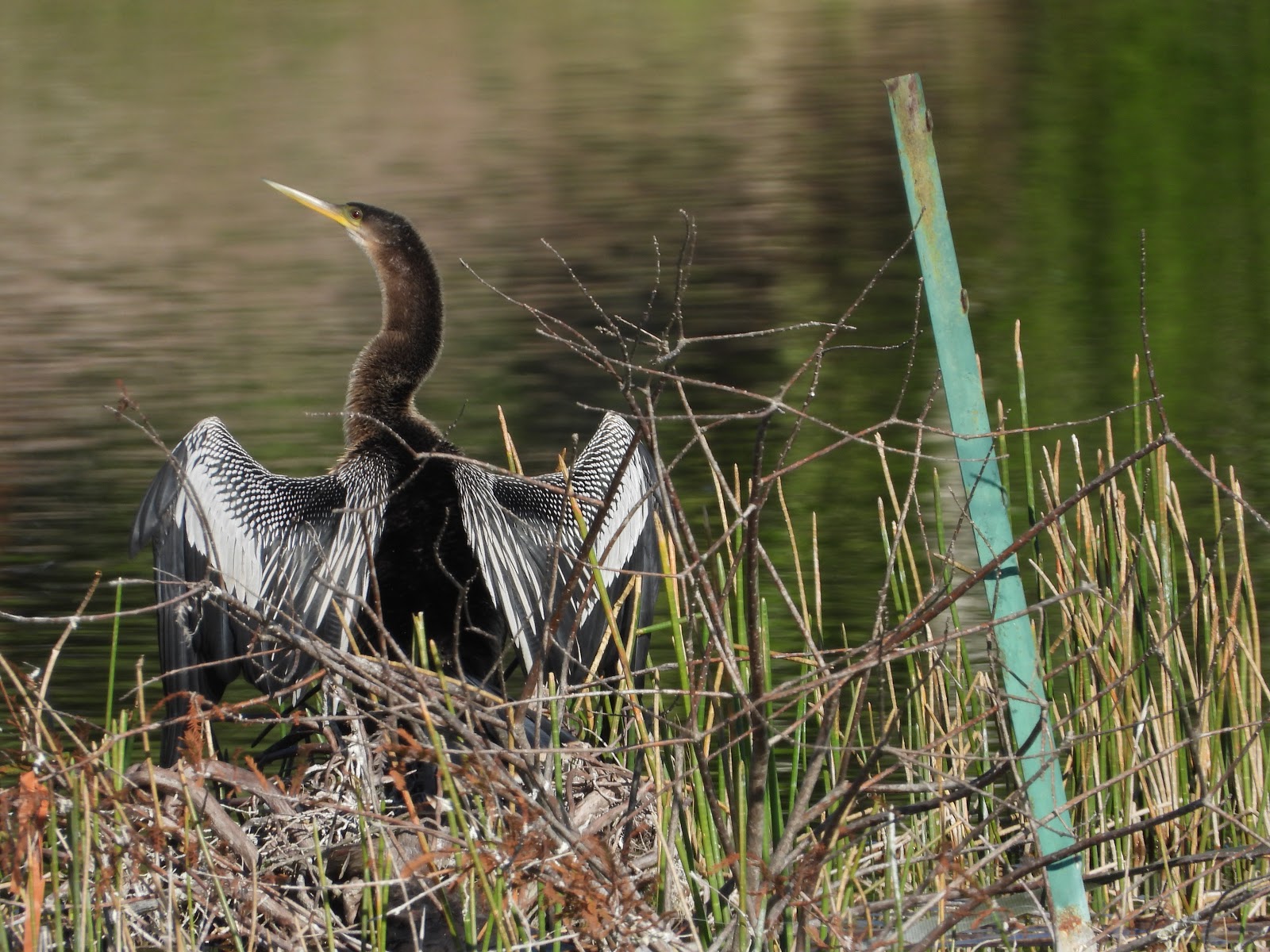 Bird & Travel Photos, Birding Sites, Bird Information: FEMALE ANHINGA ...