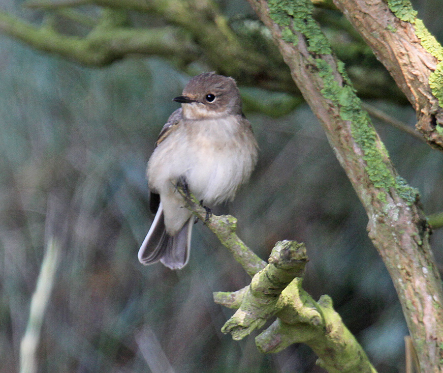 Simon and Karen Spavin: Pied Flycatchers, Spurn Point