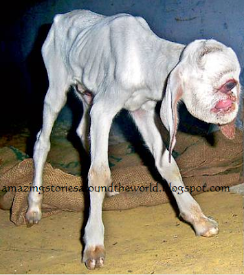 AMAZING STORIES AROUND THE WORLD: Amazing: One-Eyed Goat Turns Heads