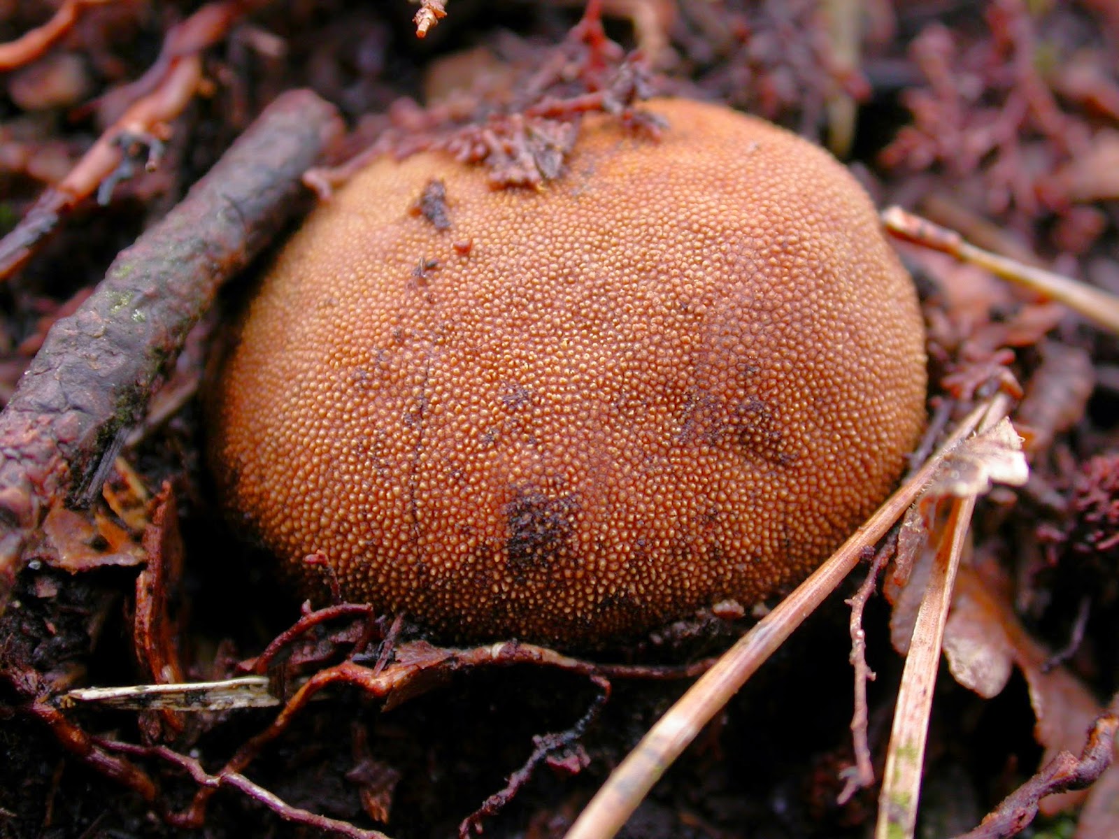 The Lyons Share: Drumstick Truffleclub