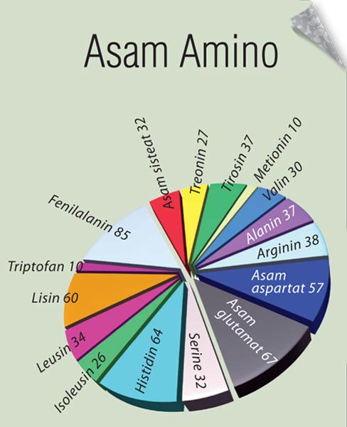 20 Jenis Asam Amino