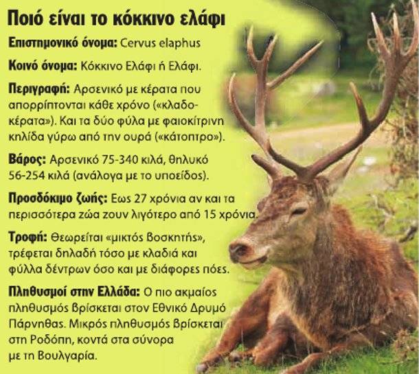ΣΚΕΦΤΟΜΑΣΤΕ ΕΛΛΗΝΙΚΑ: ΤΑ 700 ΕΙΔΗ ΖΩΩΝ ΤΗΣ ΕΛΛΑΔΑΣ. ΠΟΥΘΕΝΑ ΔΕΝ ...