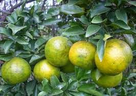 SEJARAH SINGKAT TANAMAN JERUK ~ Budidaya Desa