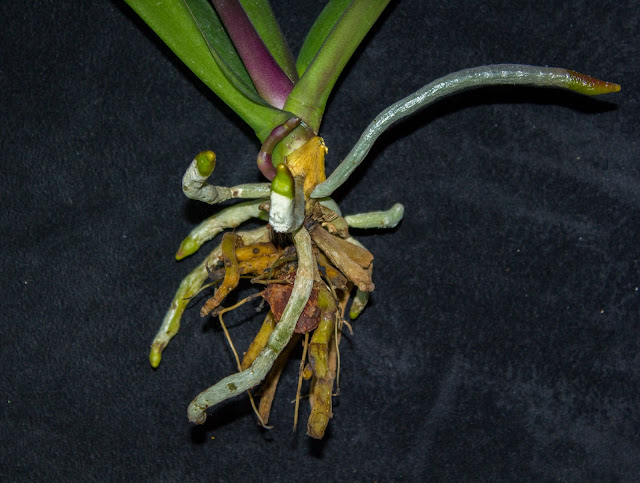 Maria's Orchids: 2012