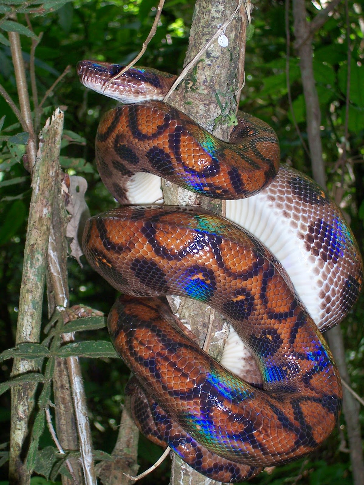 Animals of the world: Boa, Colombian Rainbow