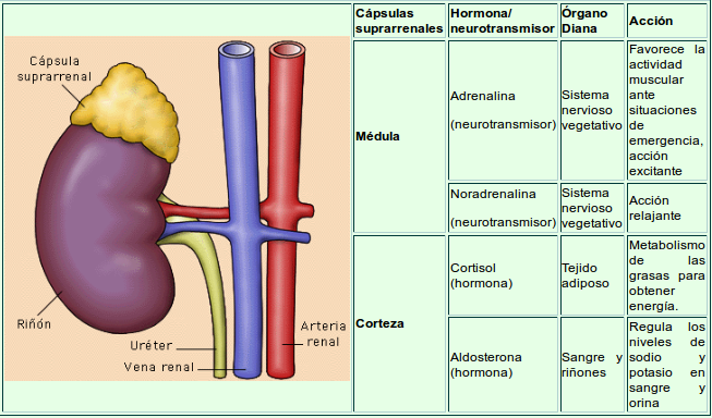 Sistema Endocrino: Glándulas suprarrenales