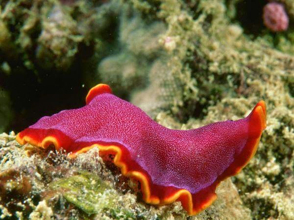 ANIMALES VERTEBRADOS E INVERTEBRADOS: Platelmintos