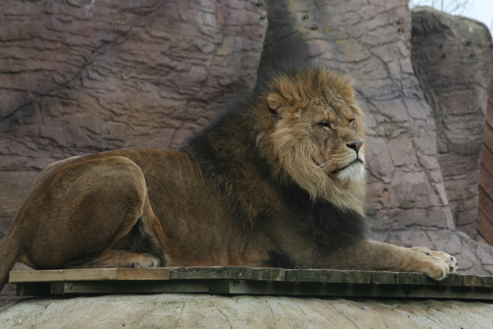 The Tiger Chronicle: Let's see some real animals!