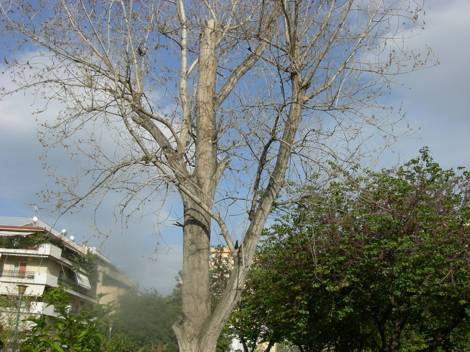 ΗΛΕΚΤΡΟΝΙΚΗ ΣΧΟΛΙΚΗ ΕΦΗΜΕΡΙΔΑ: ΚΑΤΑΓΡΑΦΗ ΤΟΥ ΠΡΑΣΙΝΟΥ ΣΤΟ ΣΧΟΛΙΚΟ ΚΗΠΟ ...