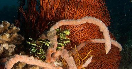 Variety of Life: Microcionidae