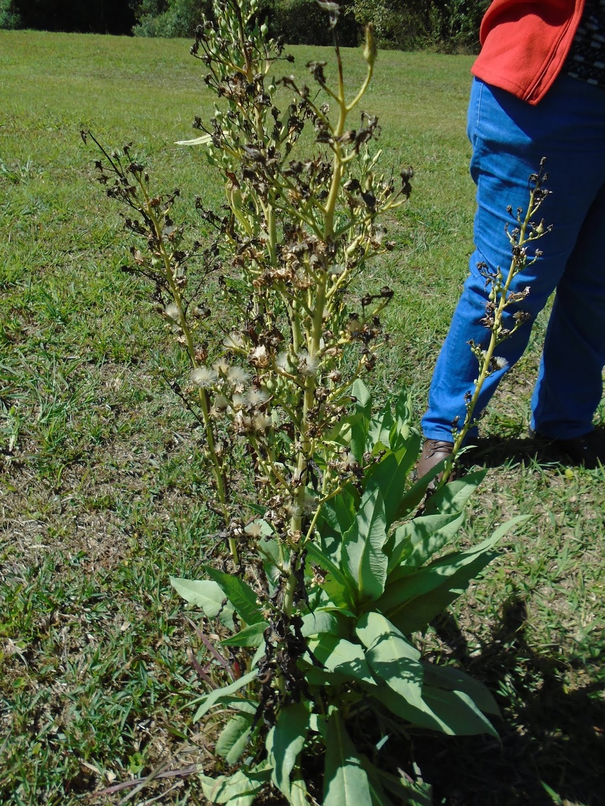 Sabores do Mato - Panc's e plantas medicinais: ALMEIRÃO ROXO, almeirão ...