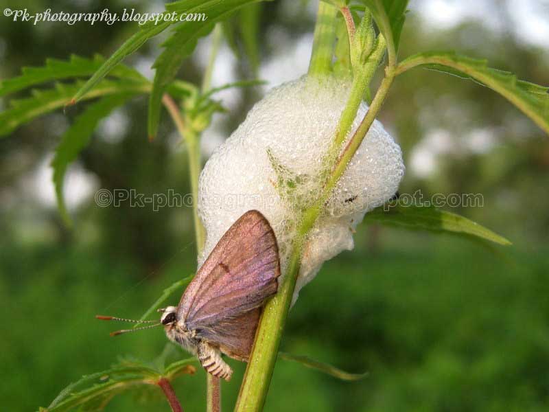 Spittle Bug | Nature, Cultural, and Travel Photography Blog