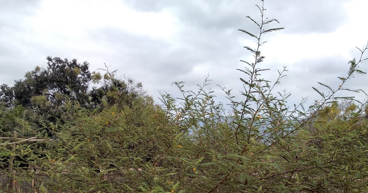 Plantando mi árbol: El Faique