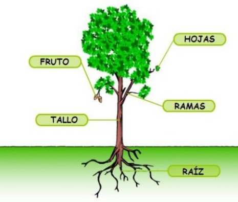 Aprendiendo con Mae: PARTES DE UN ÁRBOL Y DE UNA FLOR