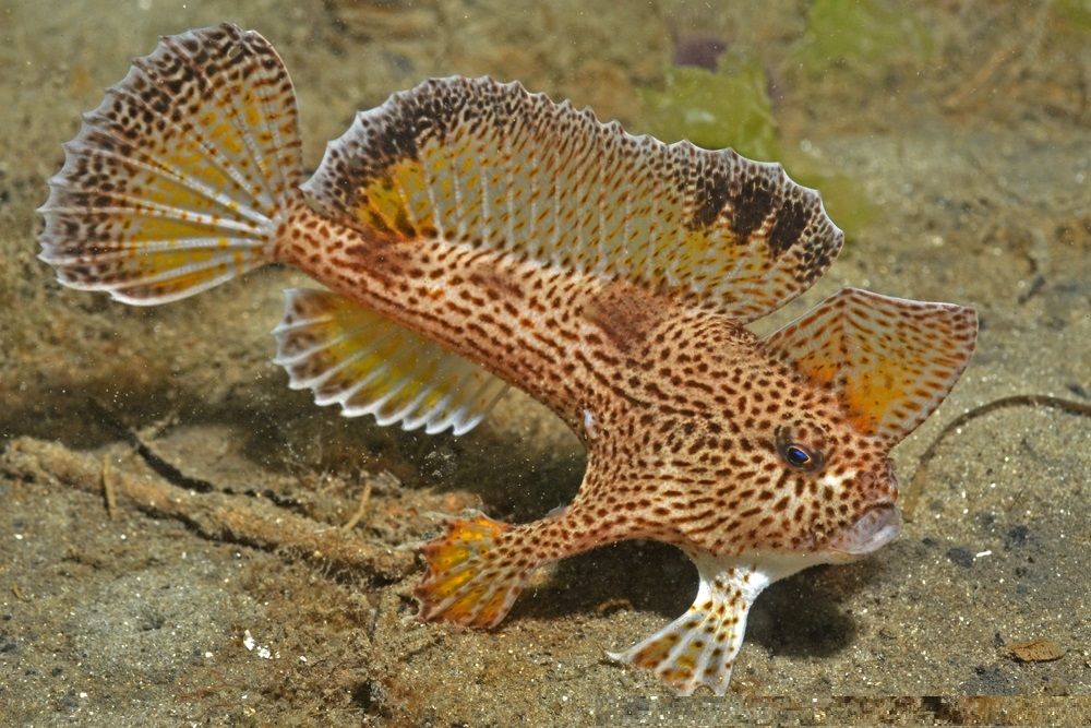 Real Monstrosities: Handfish