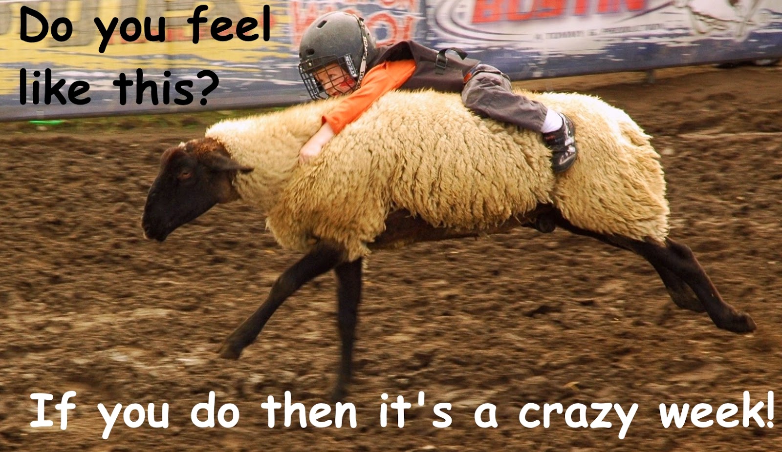 Meme A Day: One Crazy Week!