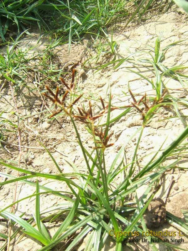 Medicinal Plants: Cyperus rotundus Musta Tunga Korai kizhangu