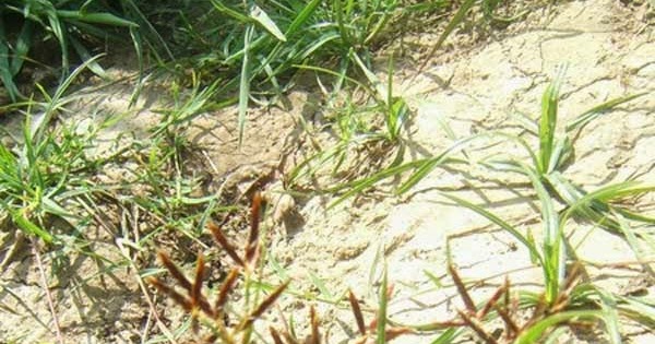 Medicinal Plants: Cyperus rotundus Musta Tunga Korai kizhangu