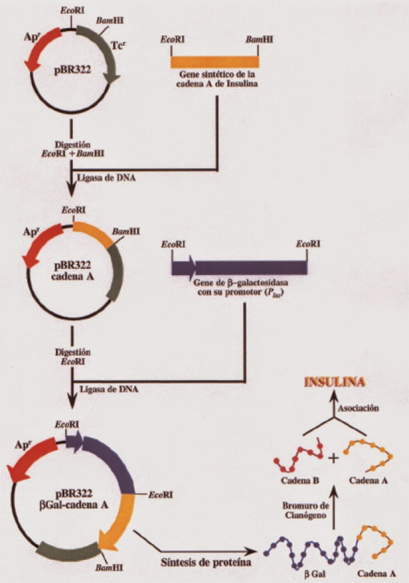Apuntes de Biología Molecular: abril 2014