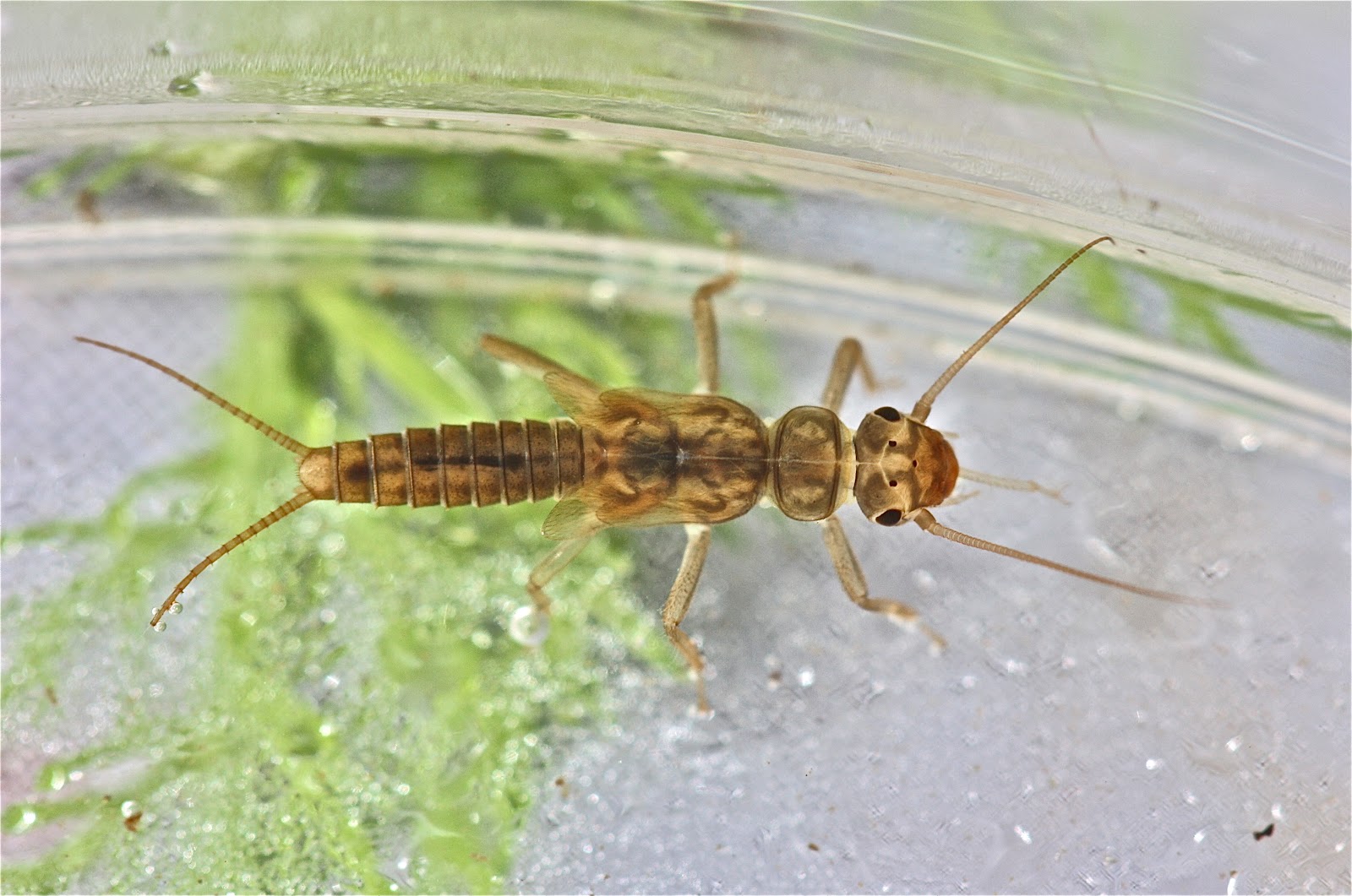 Aquatic Insects of Central Virginia: Remenus bilobatus -- and Much More ...