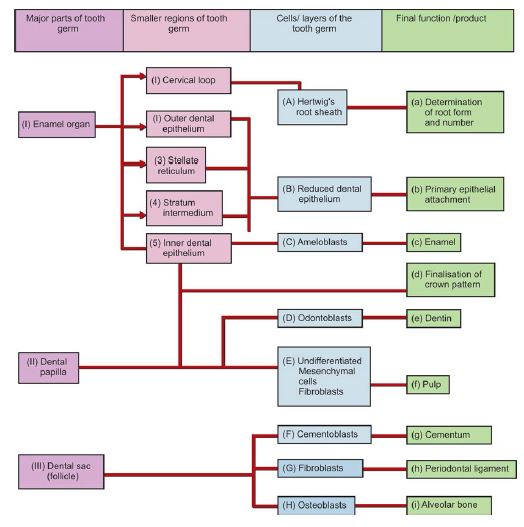 Understand Development of Tooth Stages With Diagrams and Charts