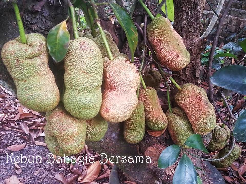 Kebun Bahagia Bersama: Cempedak Carnival