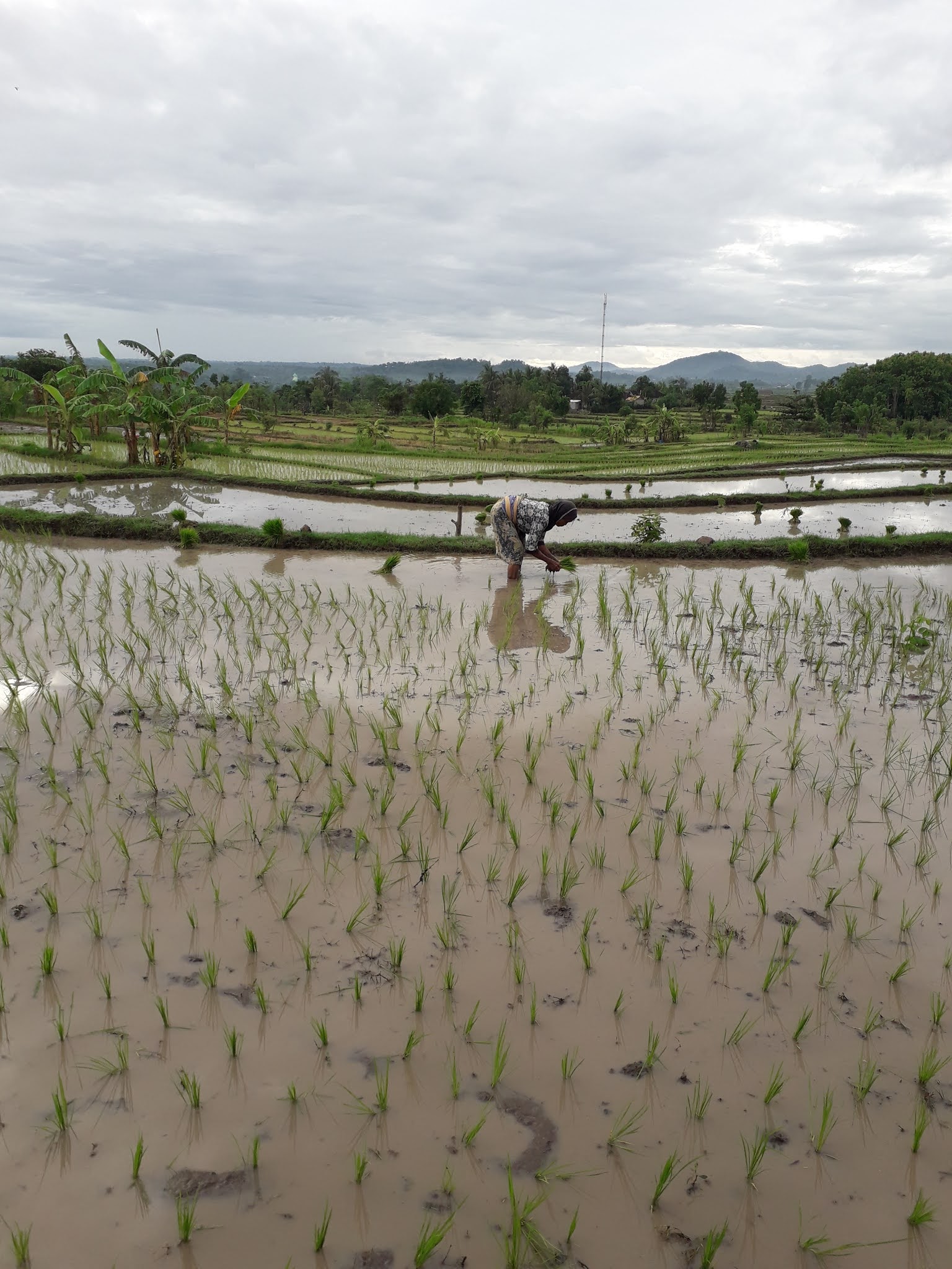 10 Cara Menanam Padi Sawah Tadah Hujan - IDNFARMERS
