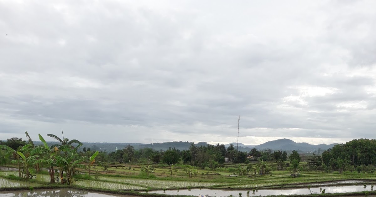 10 Cara Menanam Padi Sawah Tadah Hujan - IDNFARMERS