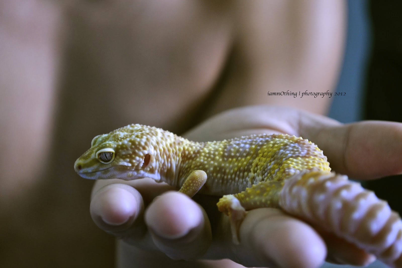 MY 365 DAYS PHOTO PROJECT: Day 94/365 | Leopard Gecko Part II