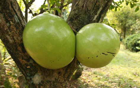 4 Manfaat Tanaman Maja Yang Perlu Kita Ketahui | Sehat Alami