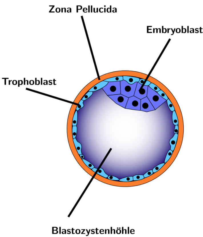 Science For Passion: Le cellule staminali