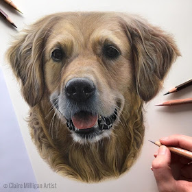 Design Stack: A Blog about Art, Design and Architecture: Pet Portraits ...