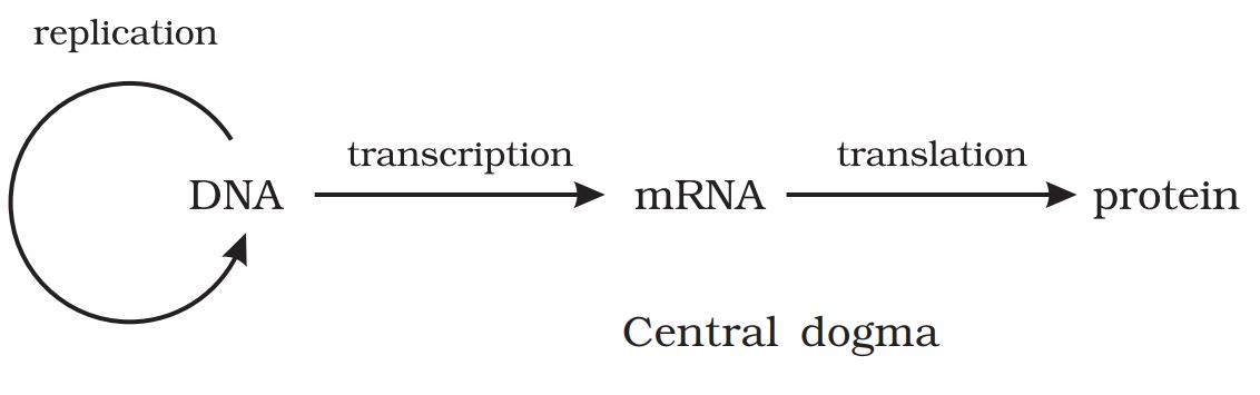 Molecular Basis of Inheritance - Notes | Class 12 | Part 4: DNA Replication