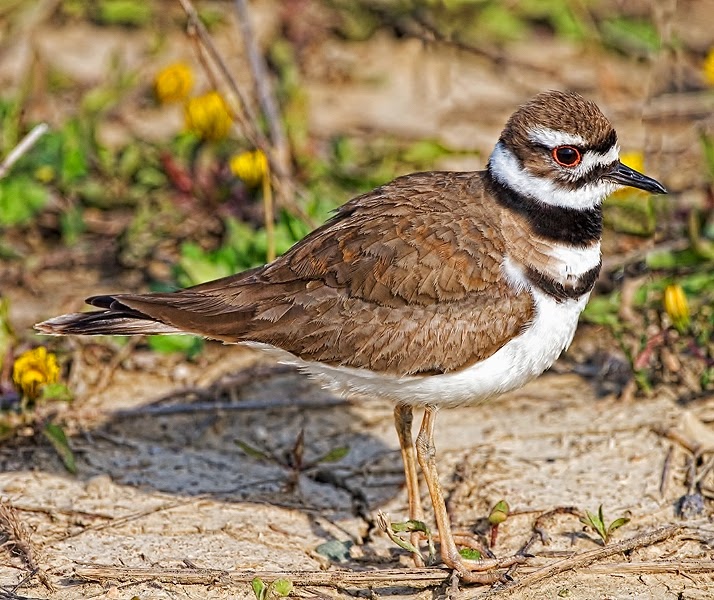 Birds of the World: Killdeer