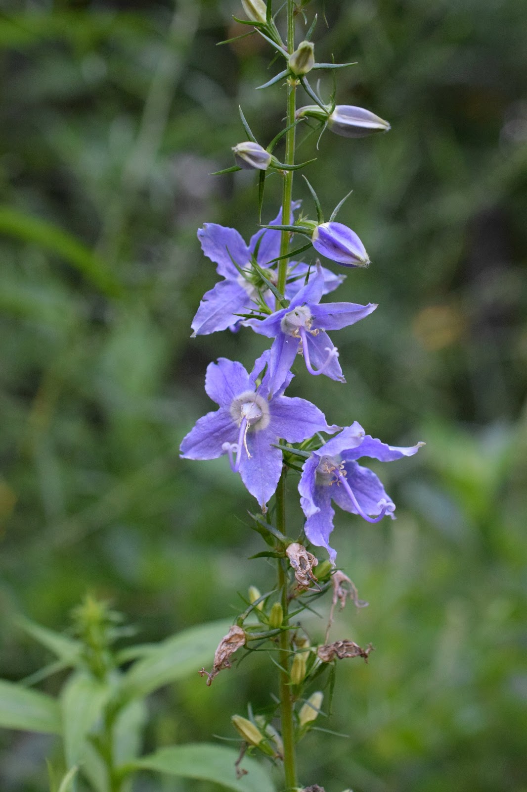 Using Georgia Native Plants: From Seed