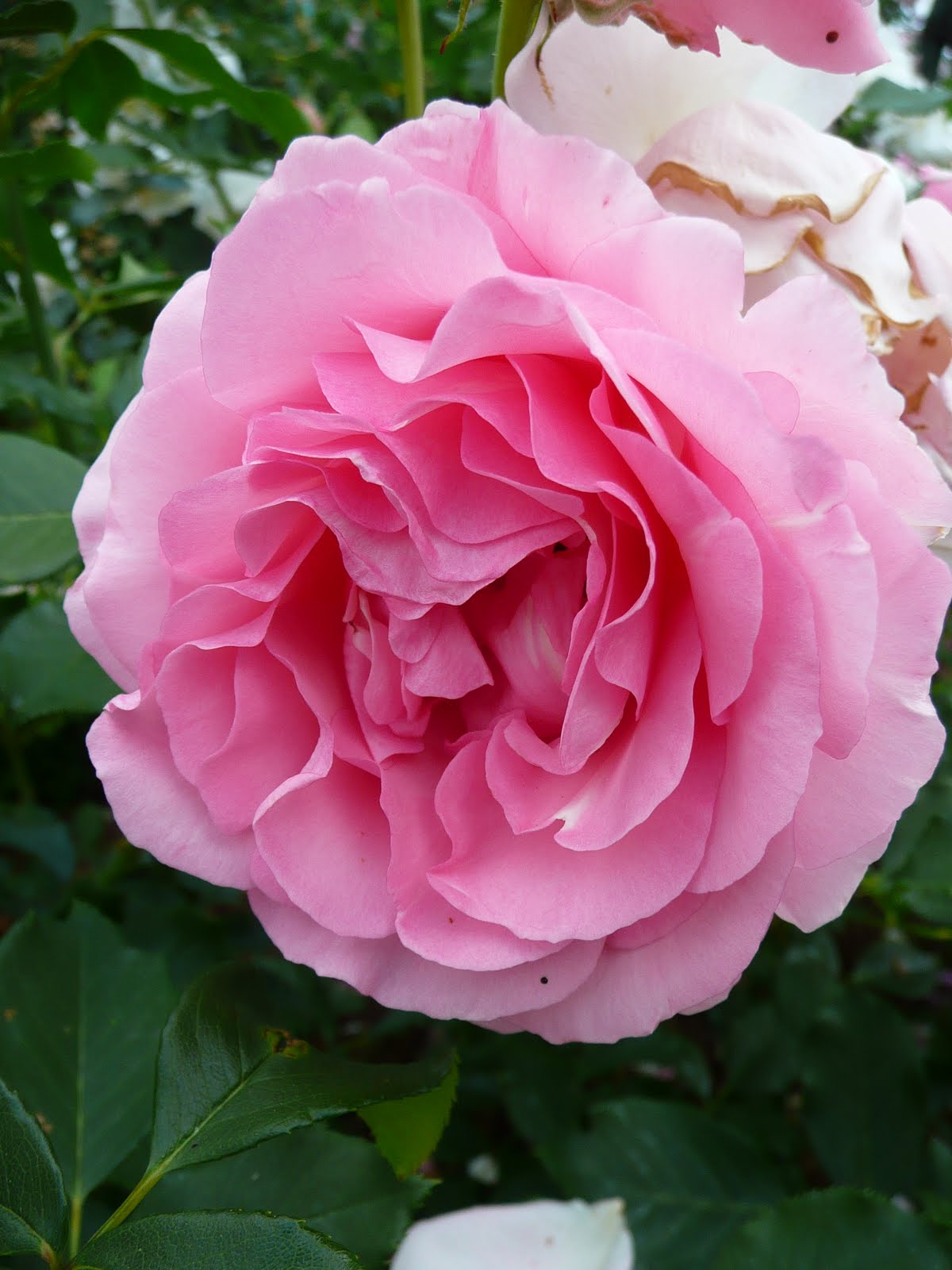 Notre jardin secret.: Roseraie..