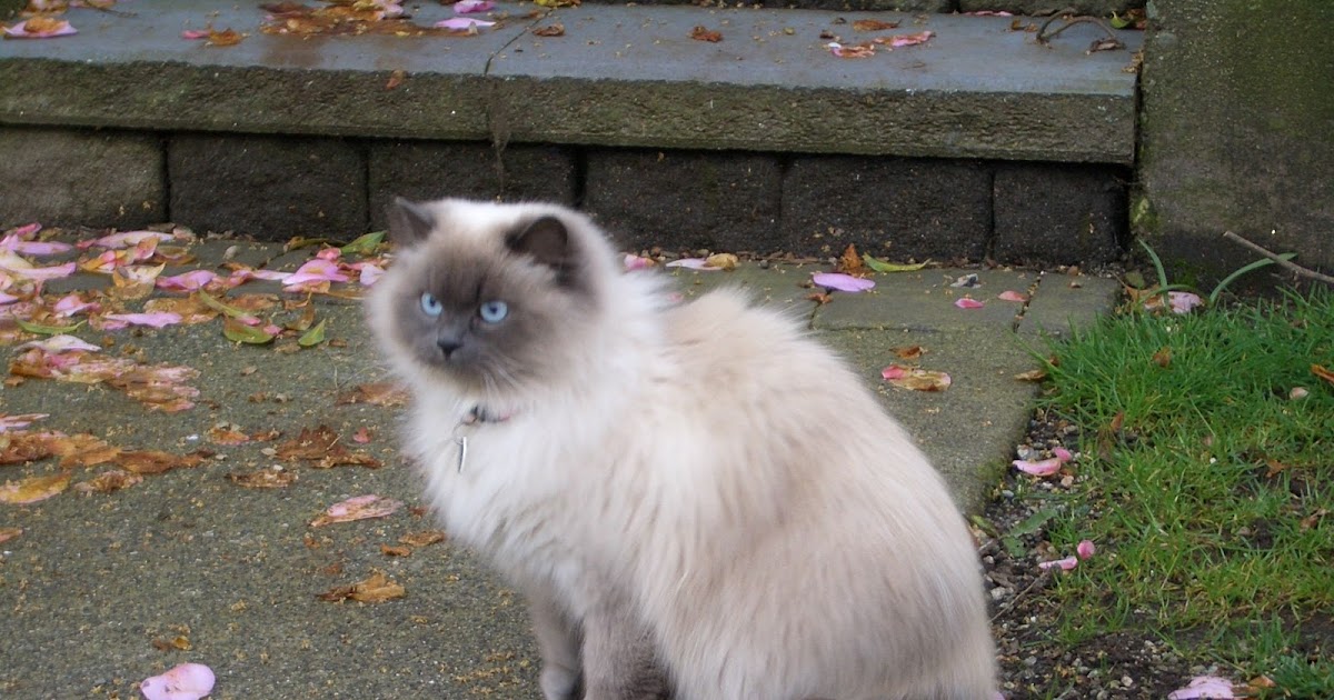 Siamese himalayan mix Personality, Size, Adoption, Lifespan, Price