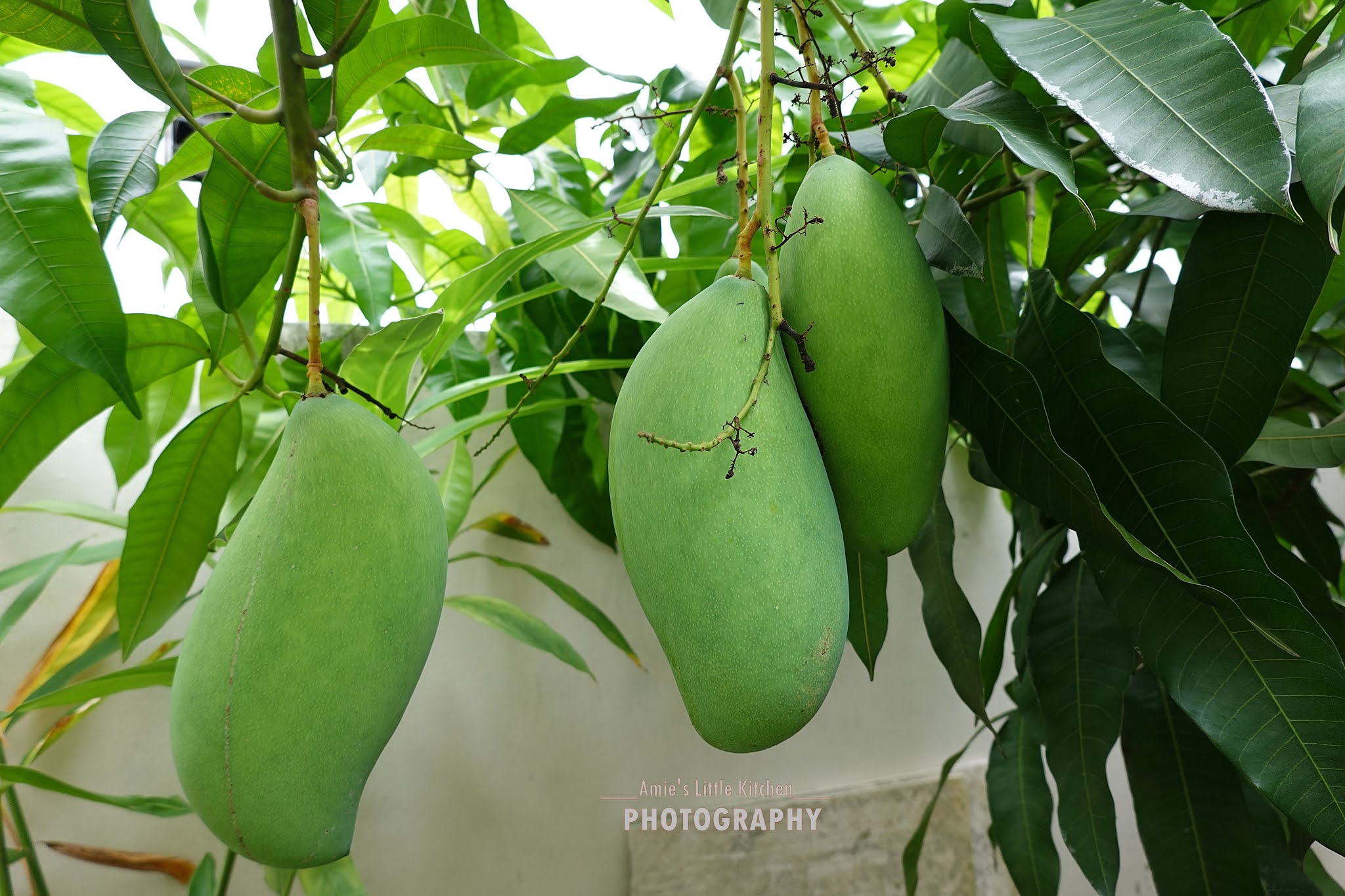 Mangga Udang di Musim PKPB - Amie's Little Kitchen