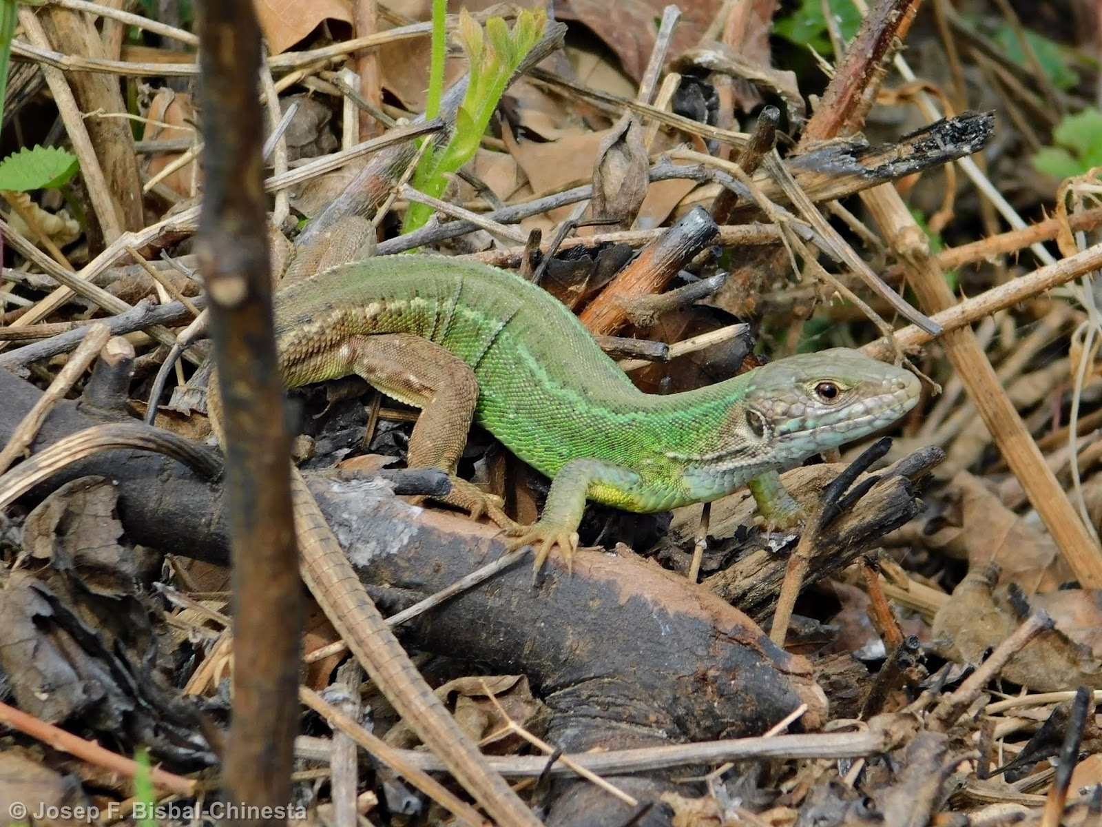 Sargantanes i Dragons: Lacerta viridis - Llangardaix verd oriental