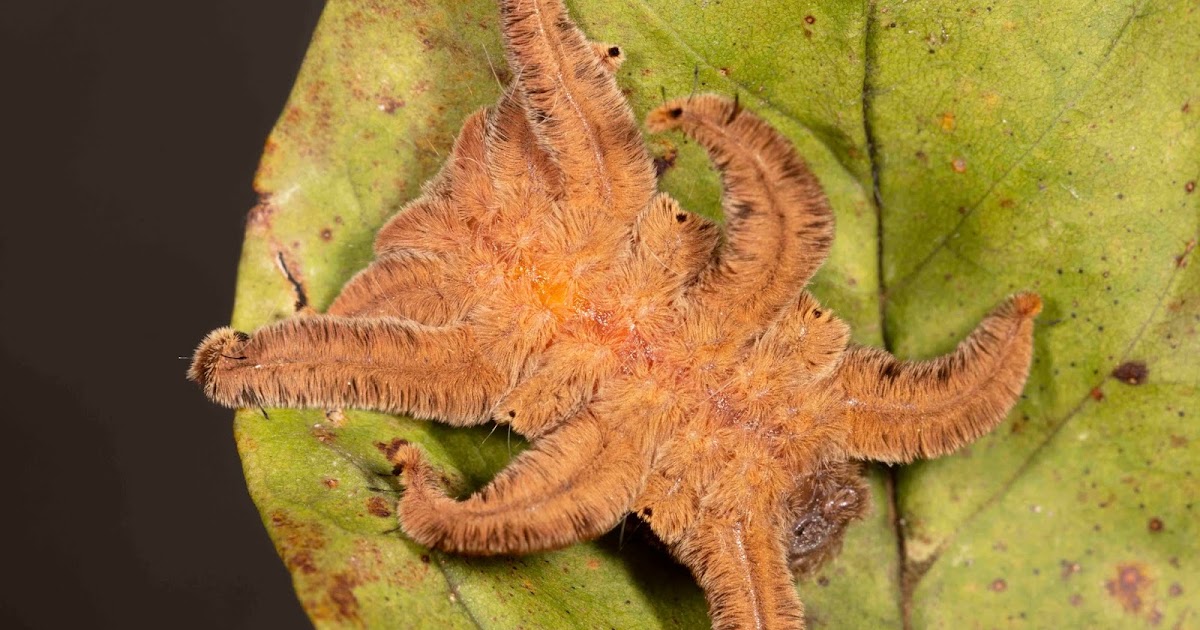 Ohio Birds and Biodiversity: Monkey Slug: larval bizarro world