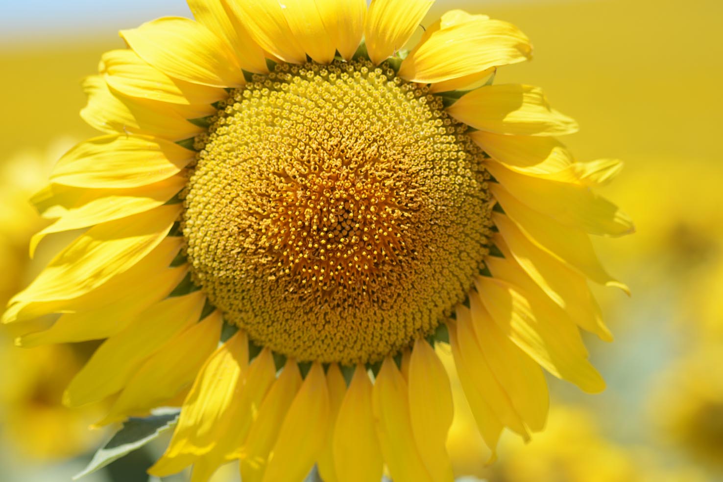 Casa Annika: Solrosor