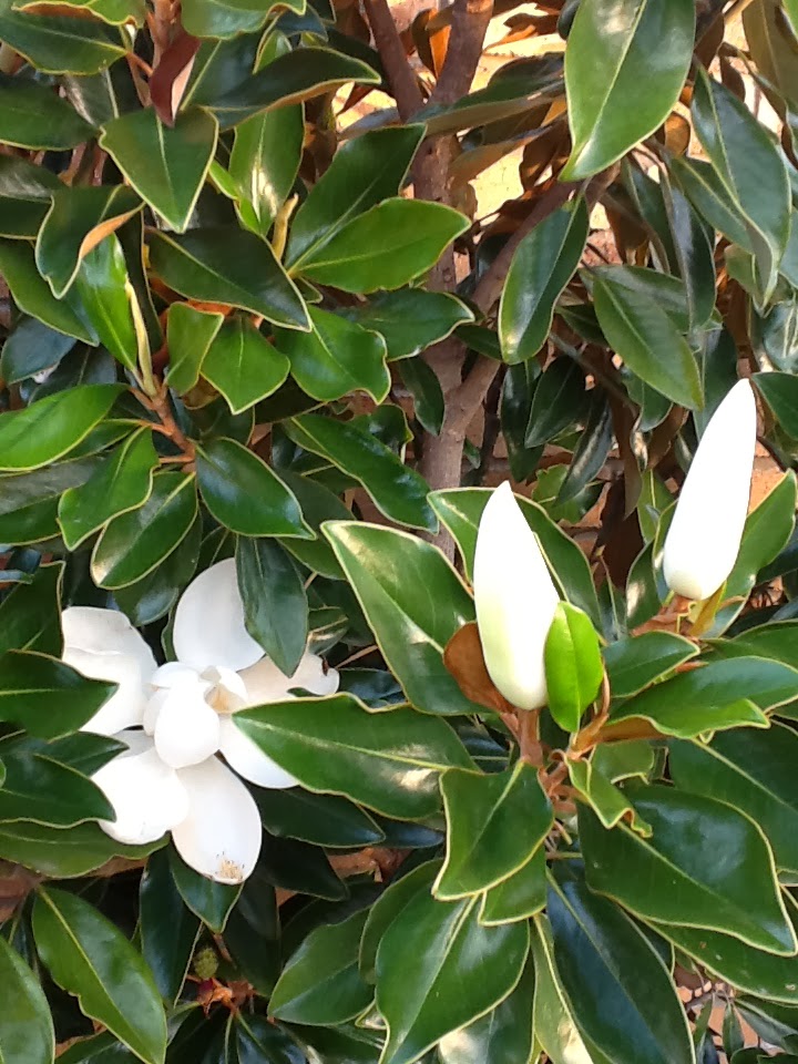 Basic gardening tips plus Australian native plants: Magnolia Little Gem ...