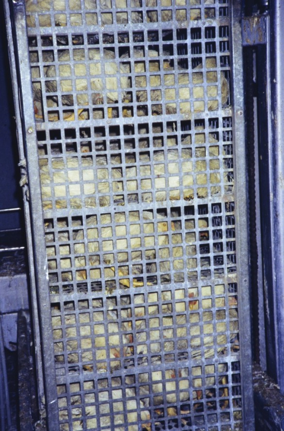 FAENADO Y SACRIFICIO DEL POLLO