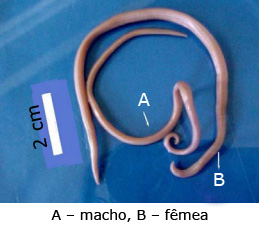 Enfermagem na Parasitologia: Ascaris Lumbricóides