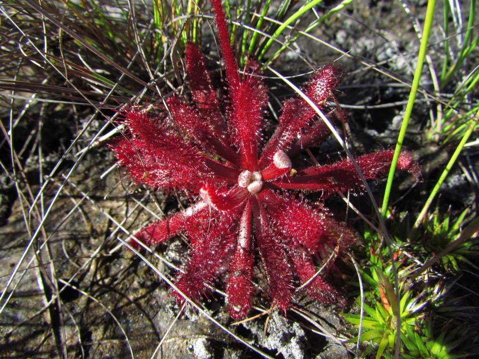 Droseras Brasileiras - Drosera ascendens