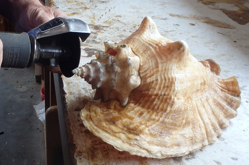Life in the Slow Lane (The Pearl): Making a Conch Horn