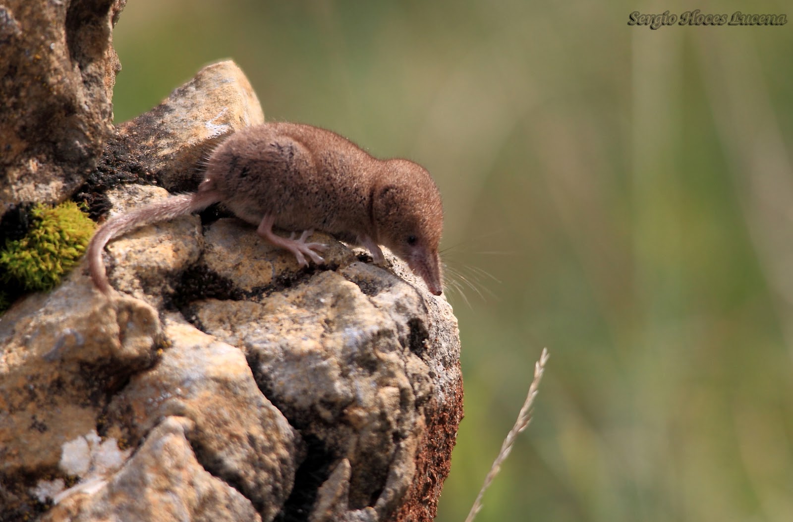 Viajes, Salidas, Naturaleza, (Fotografía).: Musaraña Enana (Sorex Minutus).