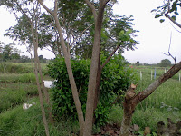 Tanaman Hias Dan Pohon Pelindung: POHON TREMBESI