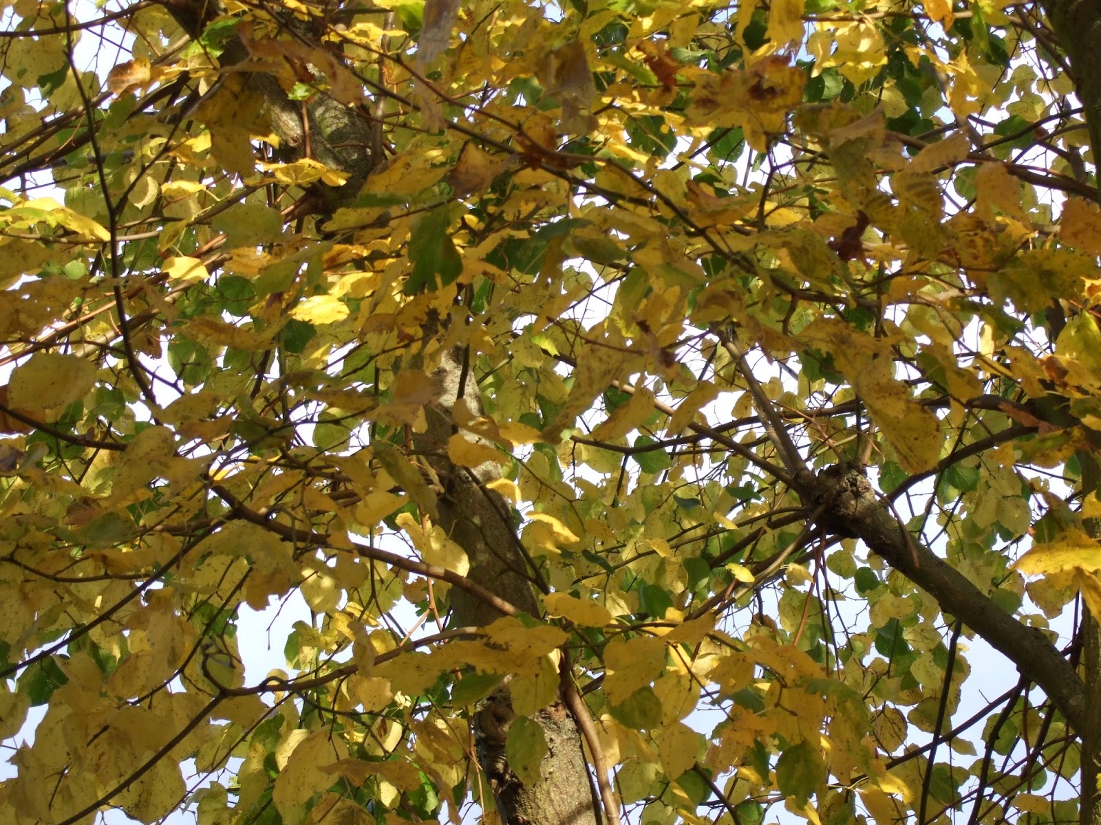 Linden Grove: Linden Tree