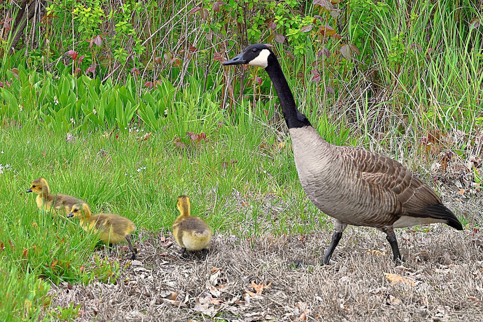 Den'sphotogallery: Canada Geese Portfolio
